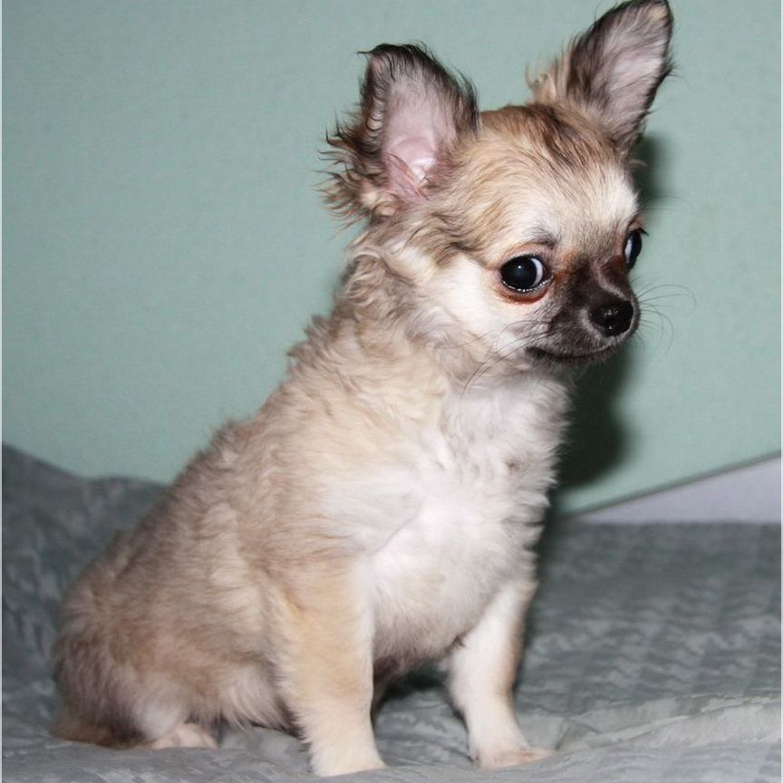 Чихуахуа девочка