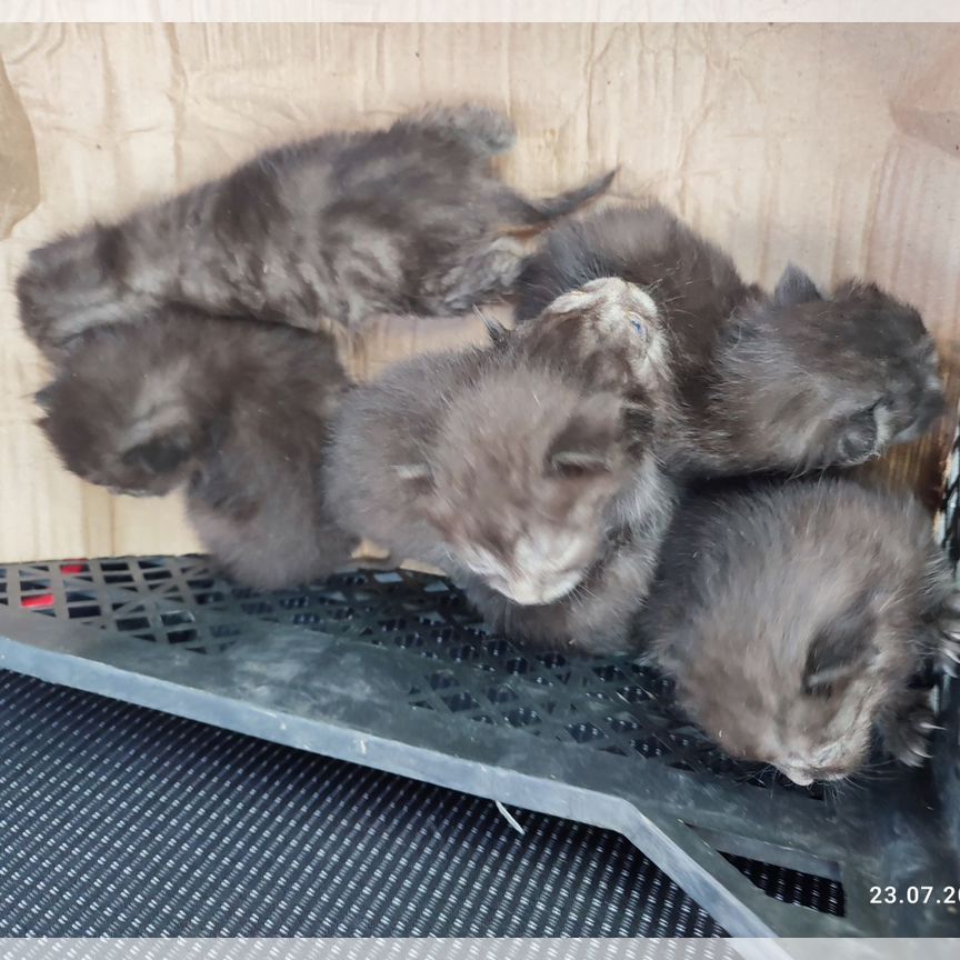 Котята