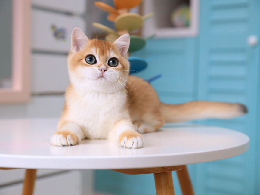 Котята золотая шиншилла