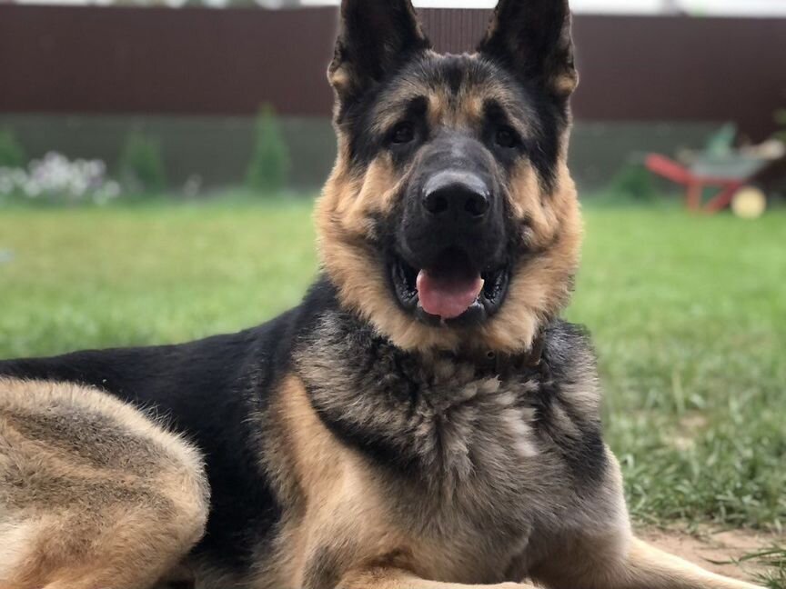 Вязка кобель вео