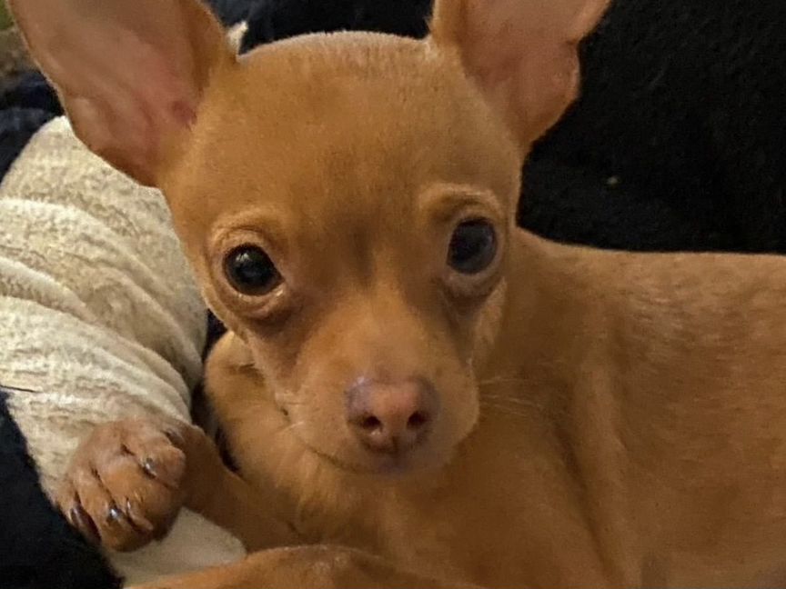Вязка той-терьер мини