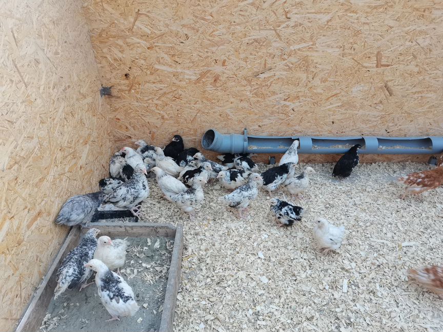 Австралорп черно-пестрый