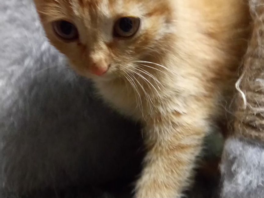 Рыжая котомалышка