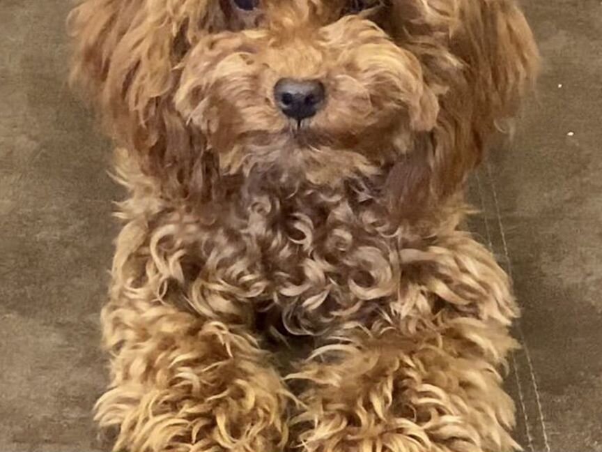 Той-пудель девочка