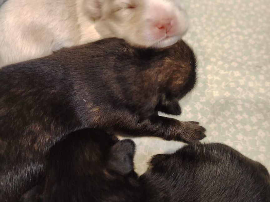 Щенки пикинеса