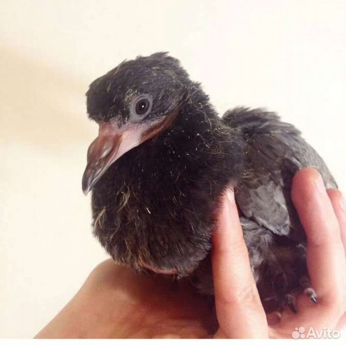 Голубь птенец