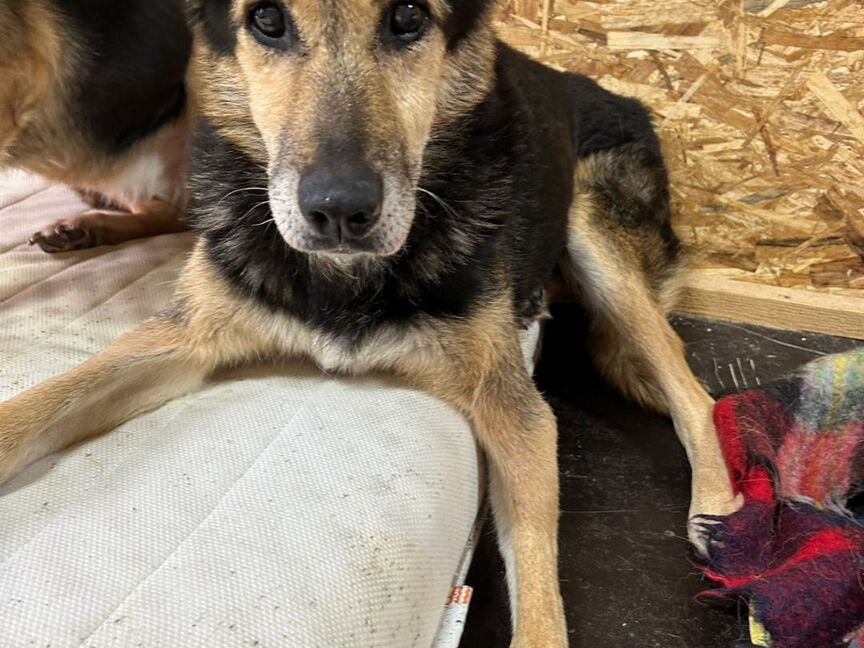 Старушка Шанель из приюта на доживание