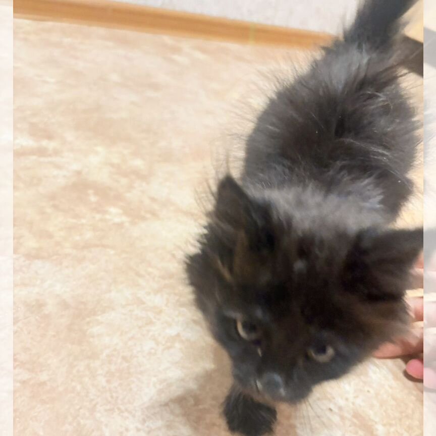 Домашние животные котенок