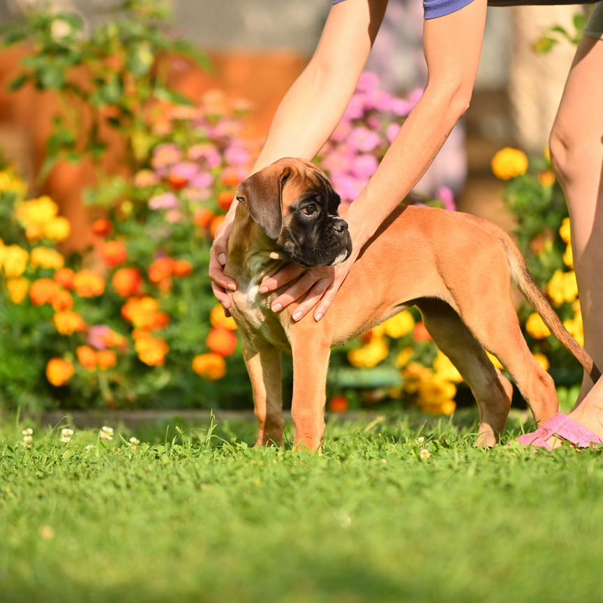 Девочка немецкого боксера