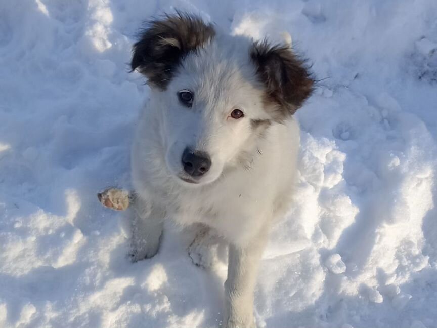 Щенки в добрые руки