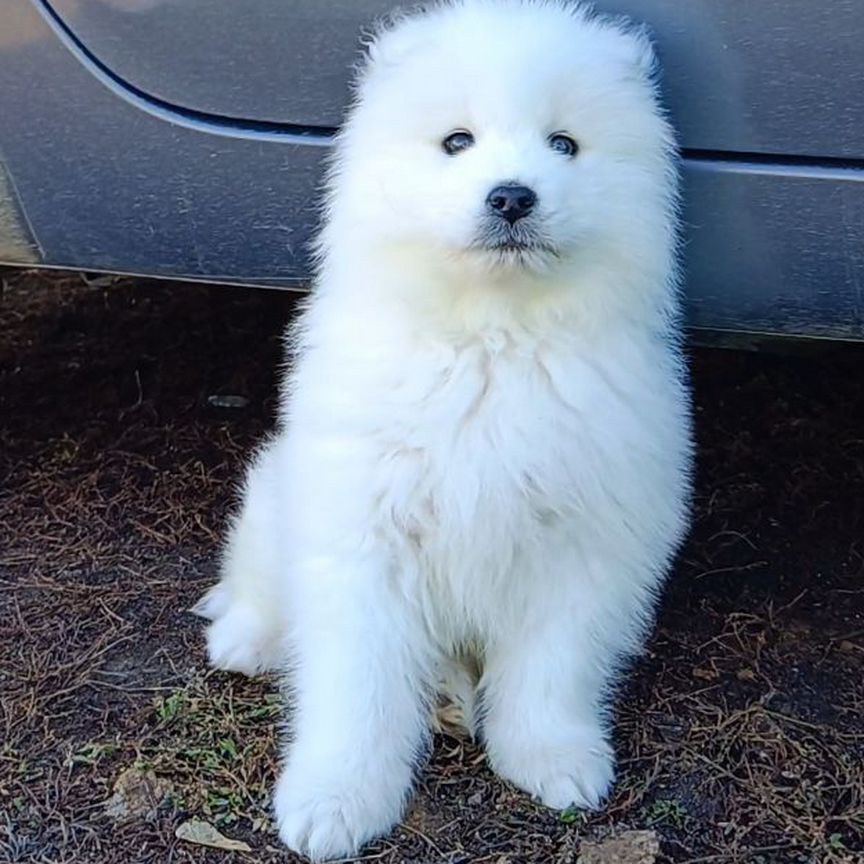Самоедская собака, щенок