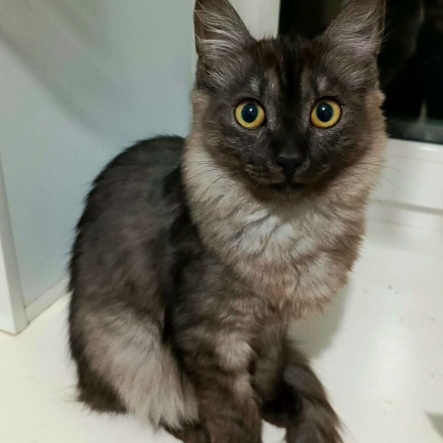 Котёнок девочка