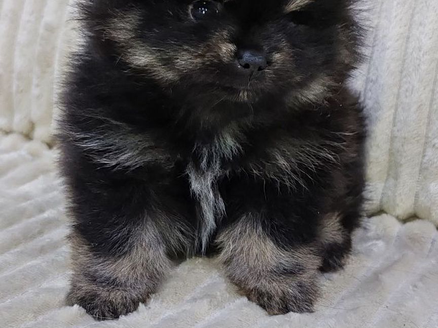 Щенки шпица