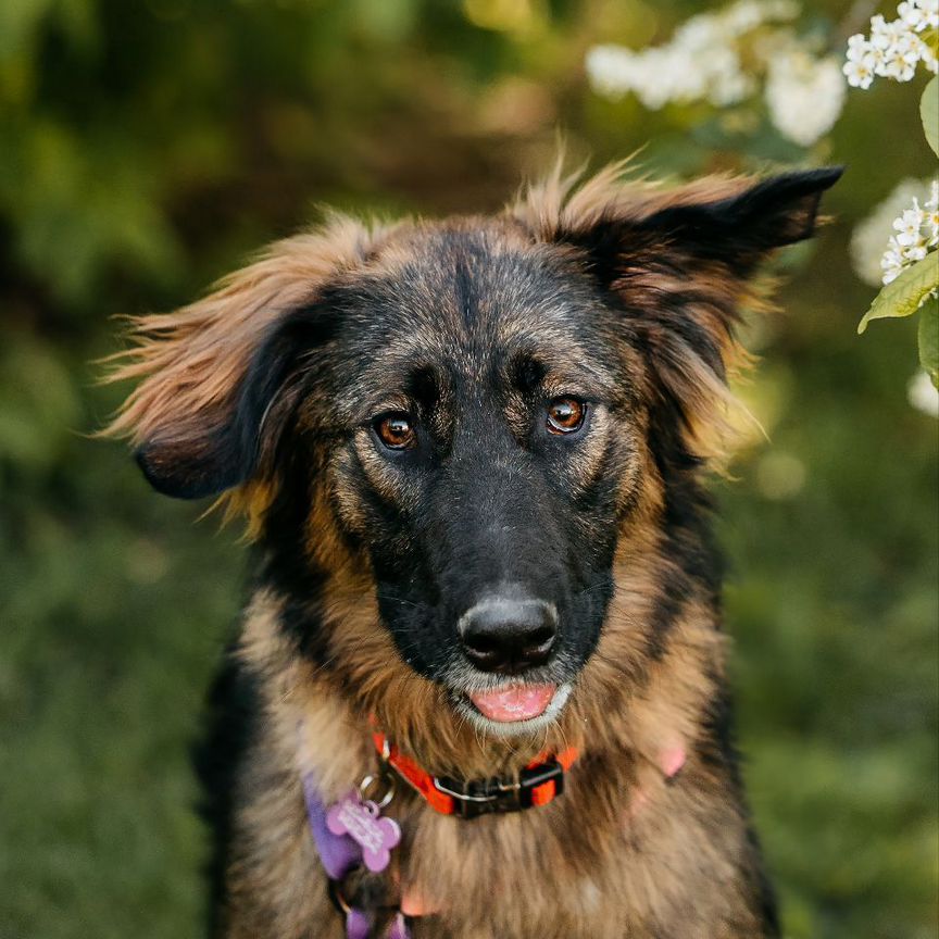 Собака в добрые руки