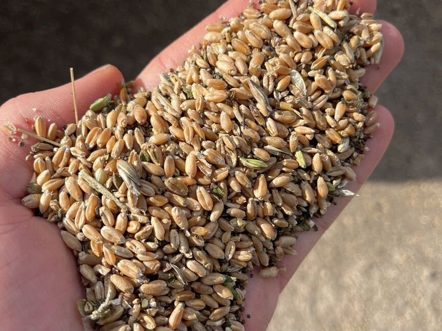 Отличные пшеничные отходы