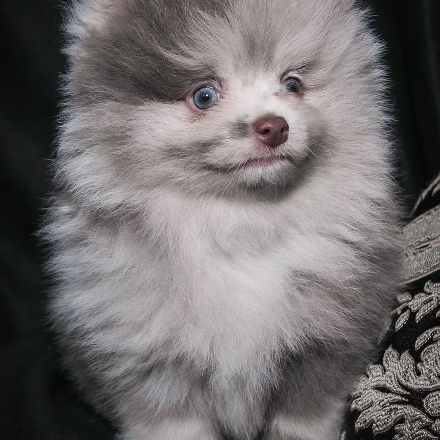 Померанский шпиц мальчик