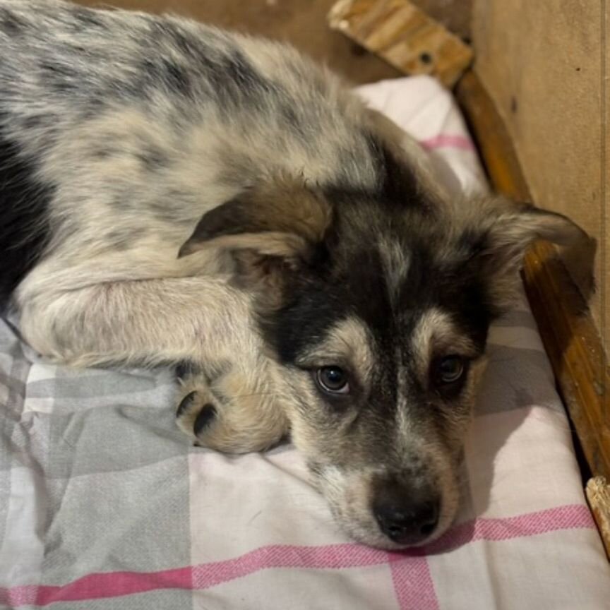 Щенок мальчик 3 мес