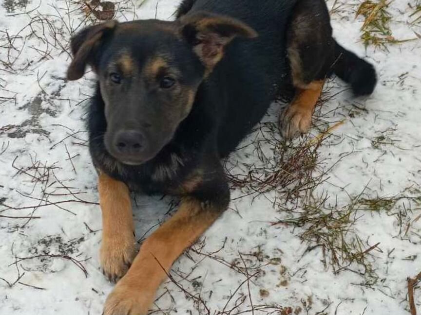 Овчаристый щенок ищет дом