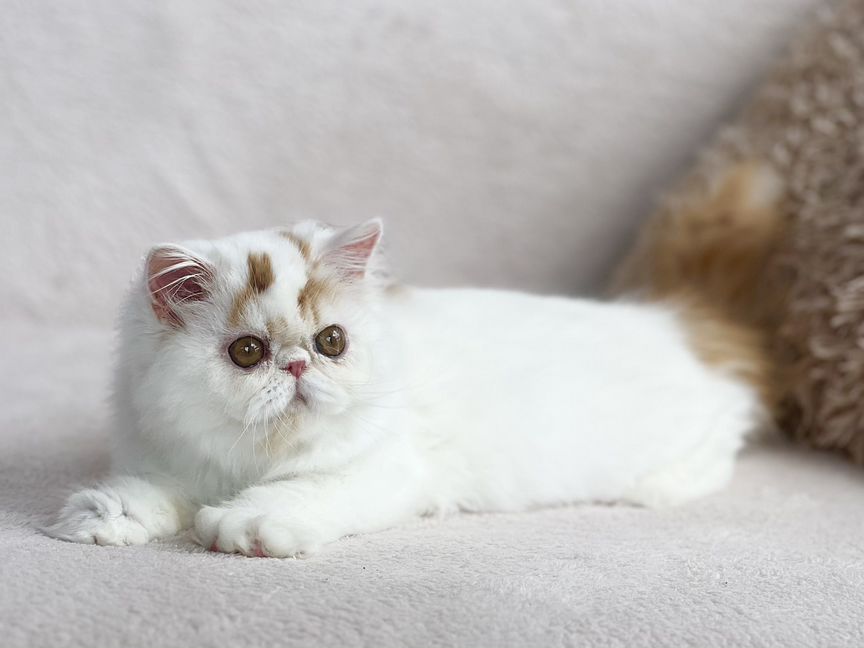 Персидская кошечка