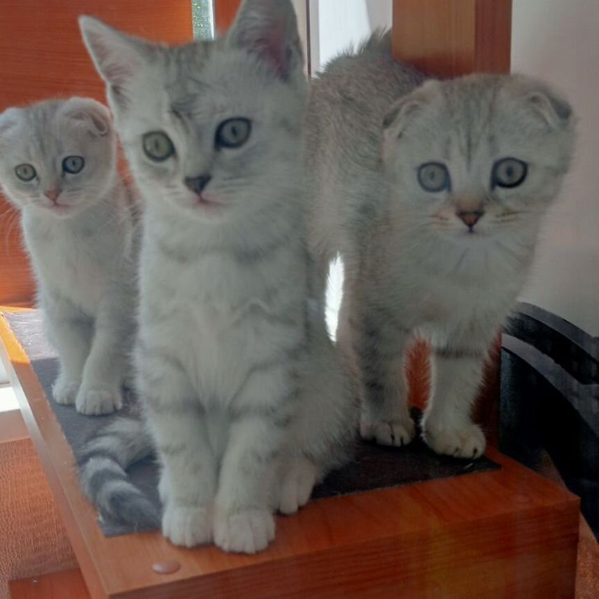 Три Кота