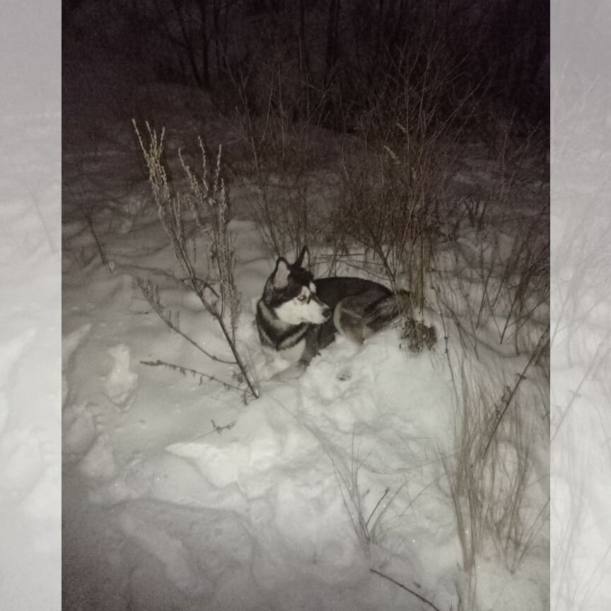 Сибирский хаски, взрослый пёс