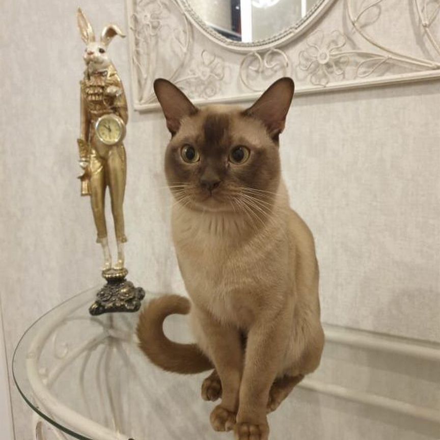 Бурманская кошка