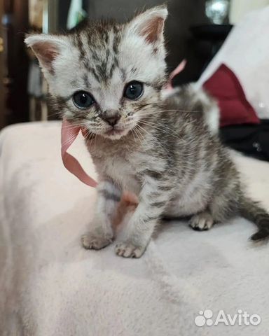 Котята в добрые руки бесплатно