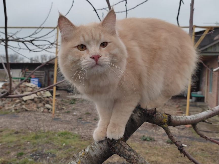 Кот Курильский бобтейл. Вязка