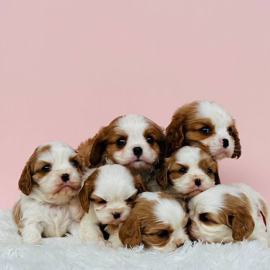 Кавалер кинг-чарльз-спаниель, щенок