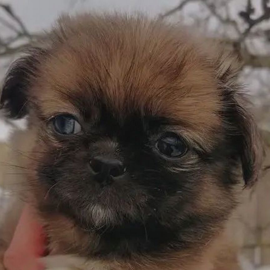 Пекинес, щенок