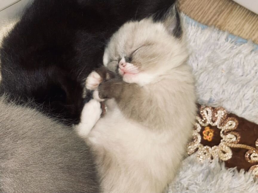 Вислоухие котята