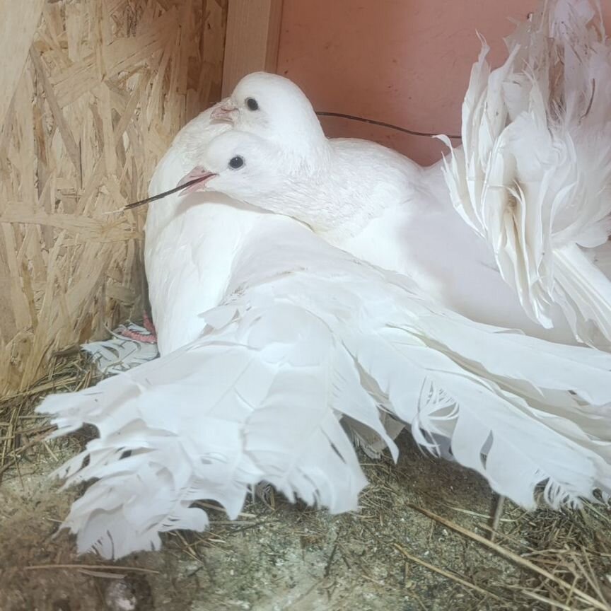 Голуби павлины