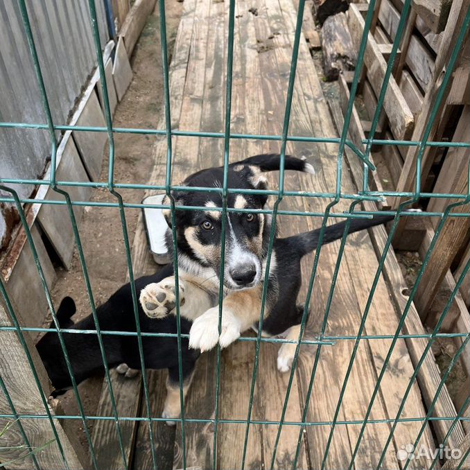 Малыгка щенок из приюта ищет дом, в дар