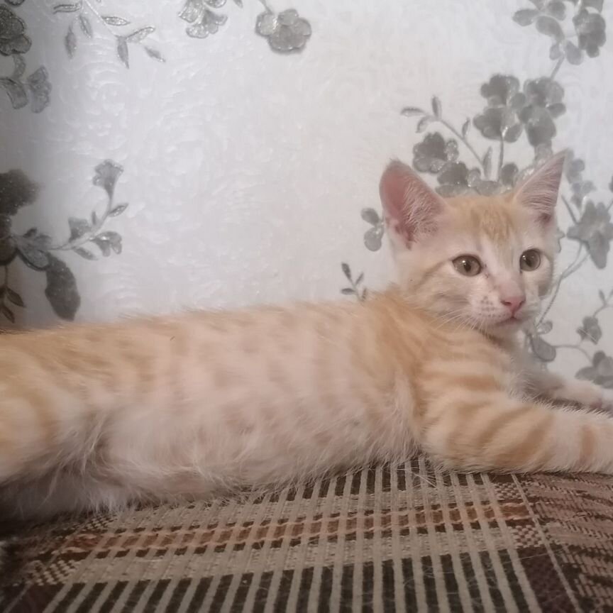 Сибирский котёнок