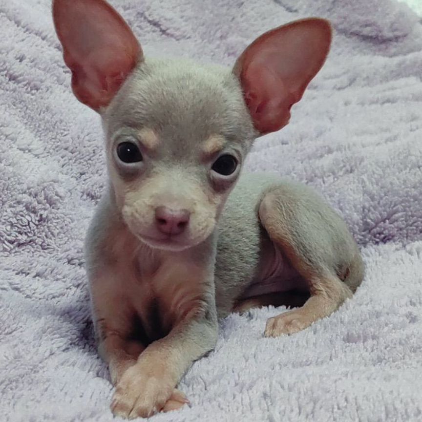 Русский той-терьер, щенок