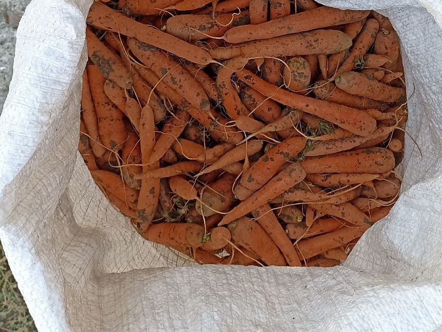 Продам морковь, картофель на корм