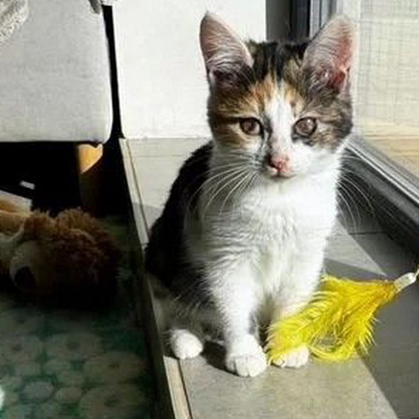 Котёнок в добрые руки