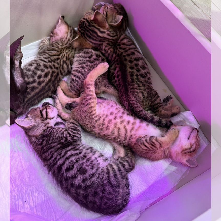 Бенгальские коты