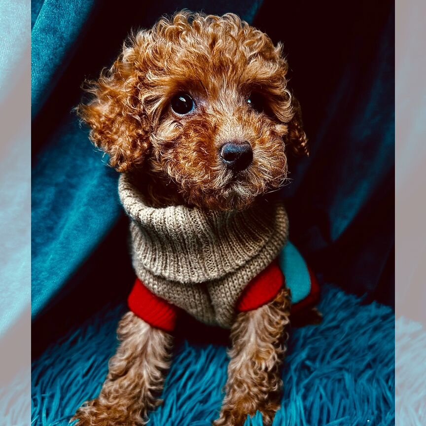 Той-пудель, щенок