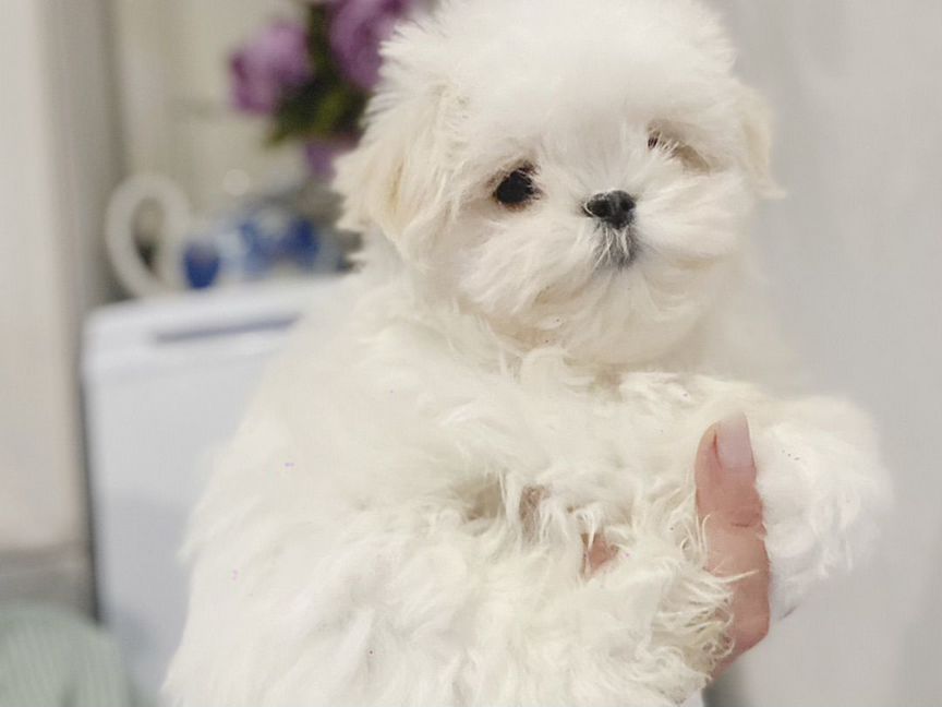 Карманный малыш мини