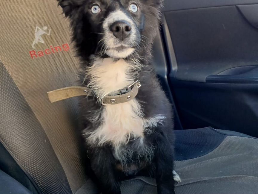 Щенок в добрые руки