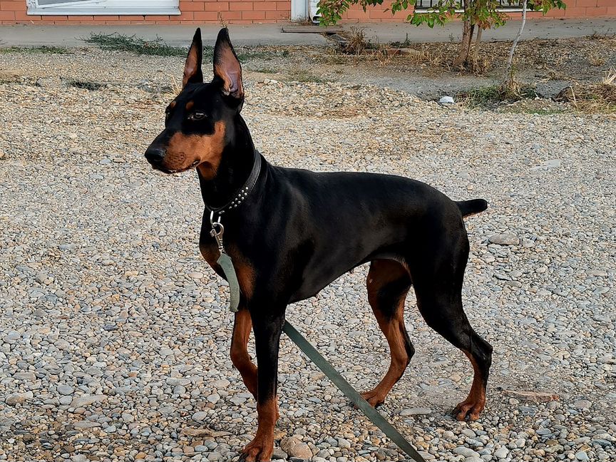 Доберман