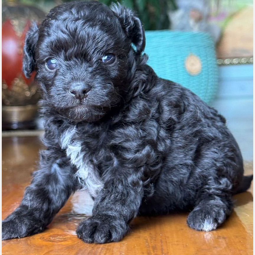 Мальтипу девочка