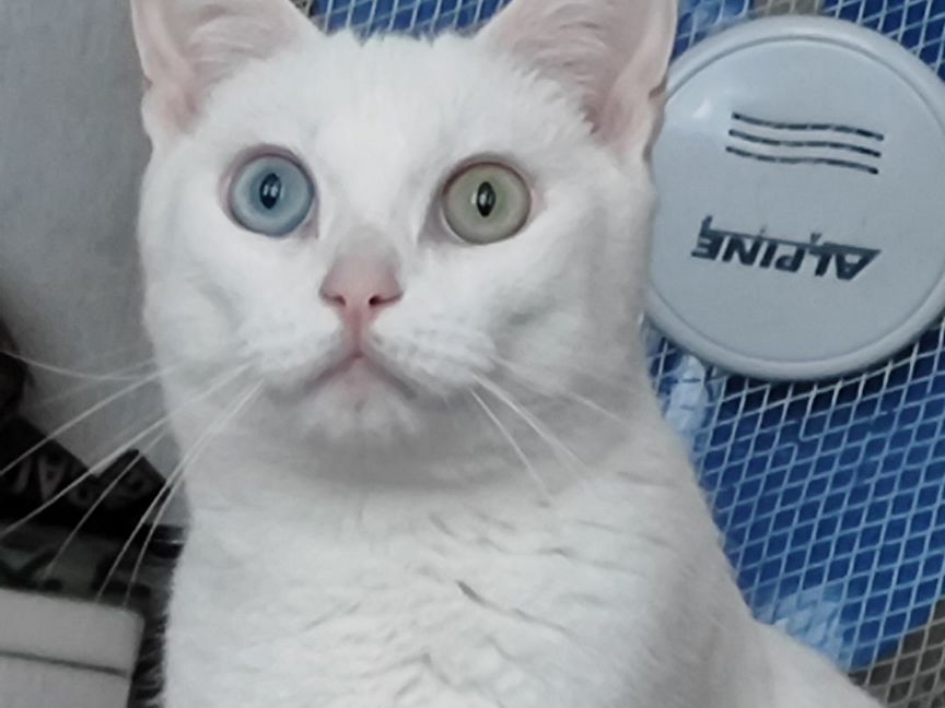 Котята као мани