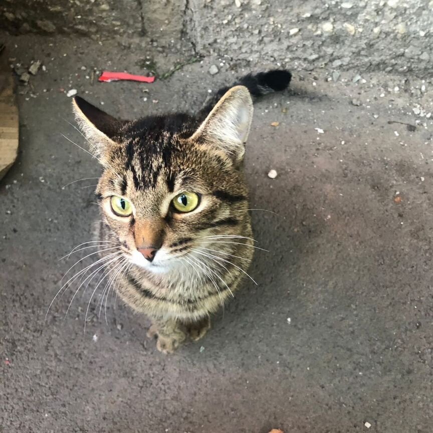 Кошечка в Добрые руки