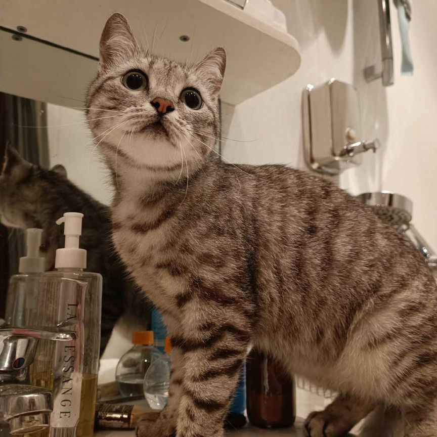 Кошки в добрые руки бесплатно