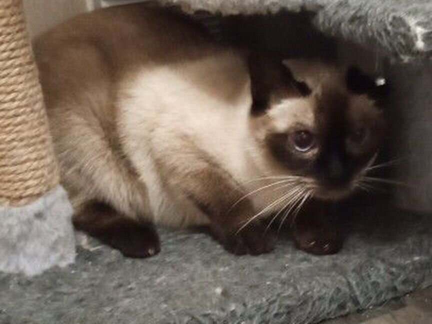 Тайский кот отдам