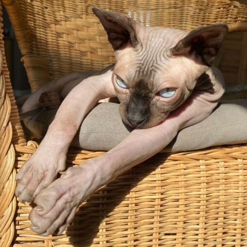 Чами ищет дом