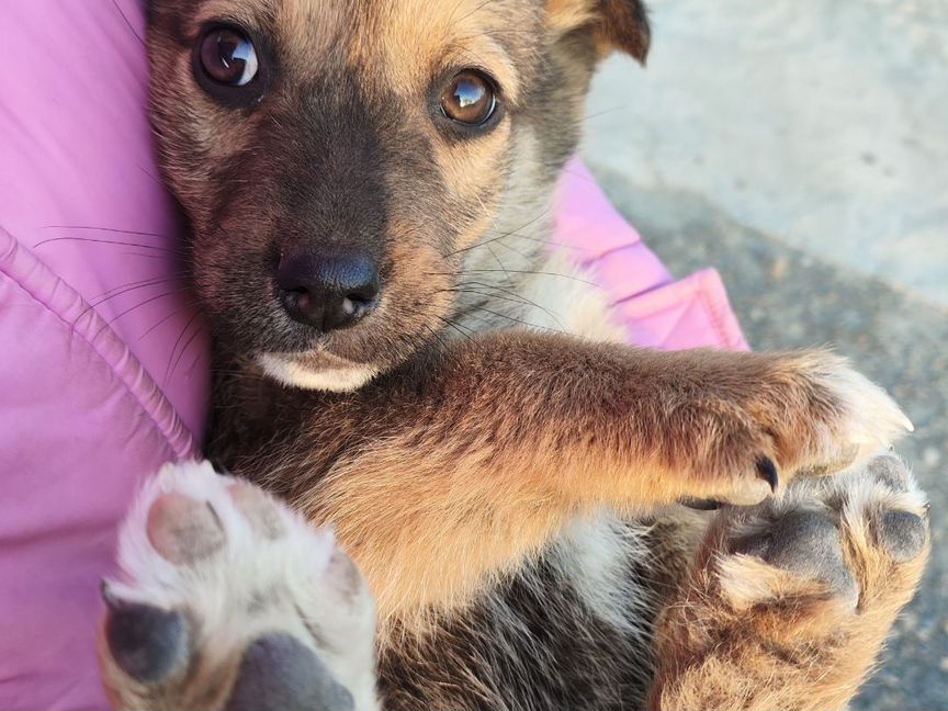 Щенок овчарка полукровка