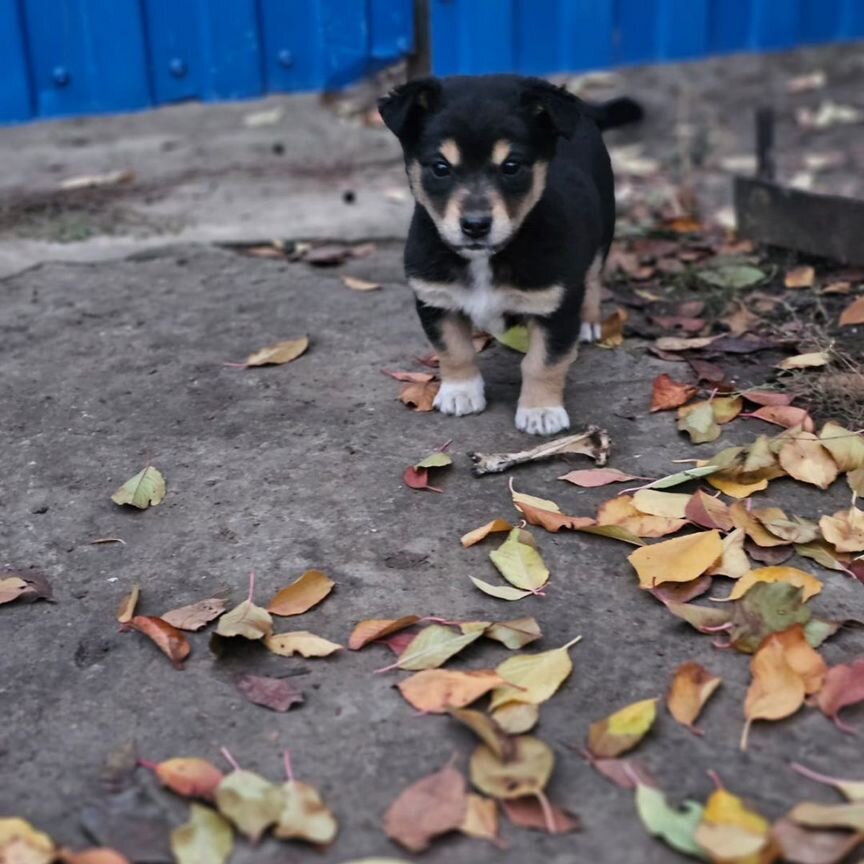 Щеночки в добрые руки две девочки и мальчик